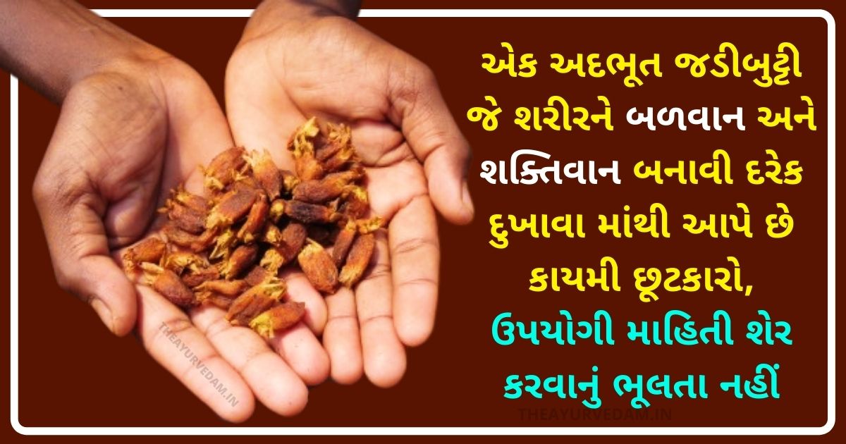 એક અદભૂત જડીબુટ્ટી જે શરીરને બળવાન અને શક્તિવાન બનાવી દરેક દુખાવા માંથી ...